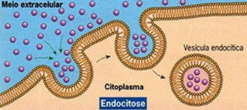 Aprender é Viver !: Endocitose; Fagocitose e Pinocitose